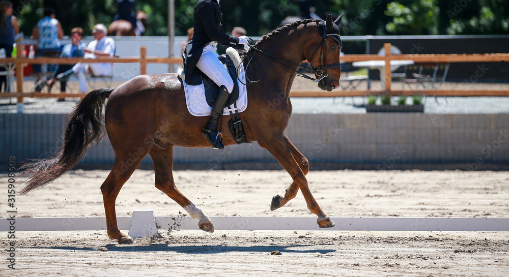 Horse dressage with rider in a "heavy class" at a dressage tournament ...
