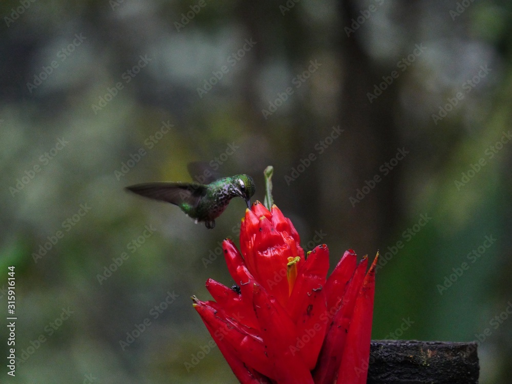 Flora and Fauna in the Ecuadorian subtropical rainforest Stock Photo ...