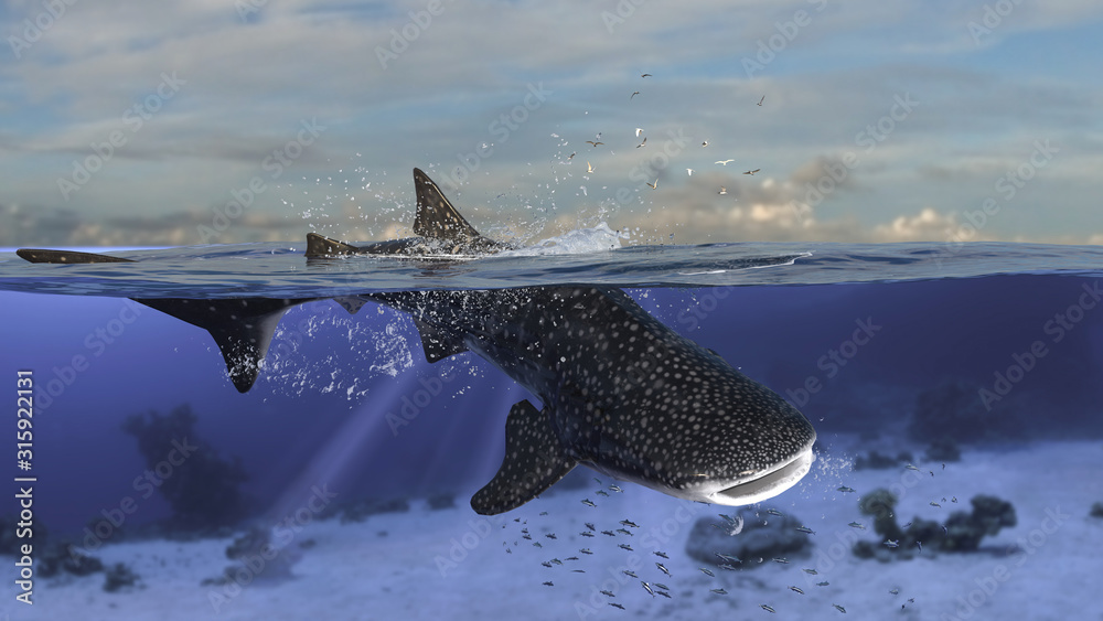 Whale shark diving down to underwater after jumping out of sea 3d ...