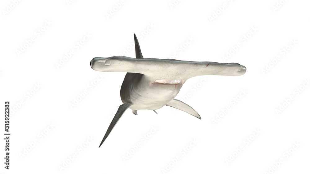 Hammerhead shark isolated on white background cutout ready front view ...