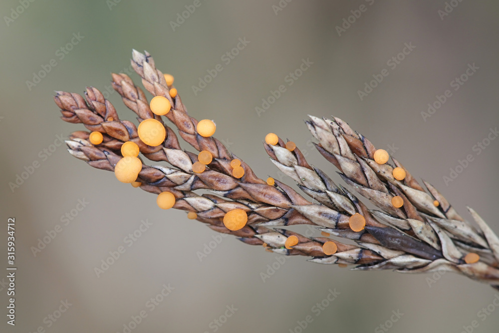 Pithya cupressina, known as juniper disco fungus, wild mushrooms from ...