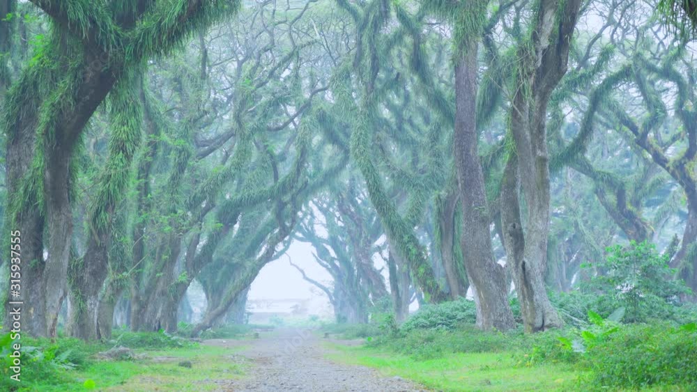 Beautiful view of empty path with green big trees in De Djawatan forest ...