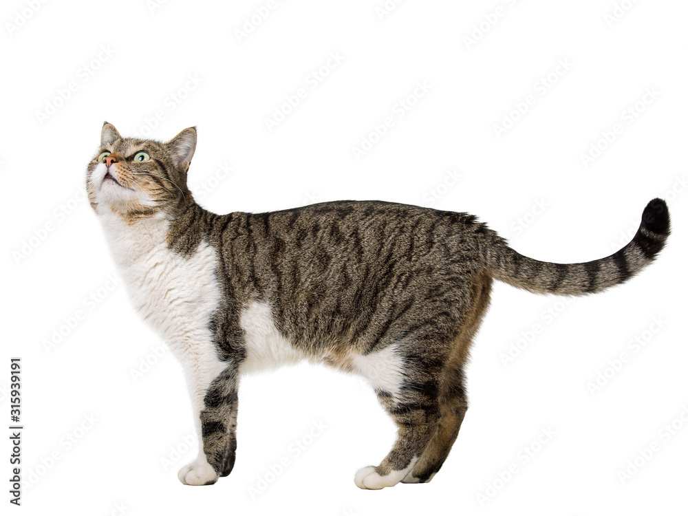 Side view profile of curious striped cat walking and looking up ...