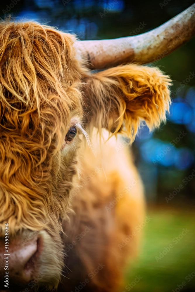 Up close highland cow Stock Photo | Adobe Stock