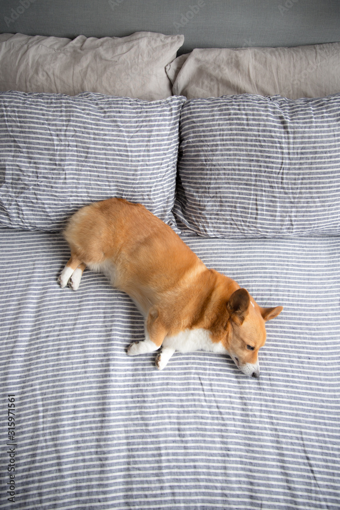 Dogs in bed in New York City. Stock Photo | Adobe Stock