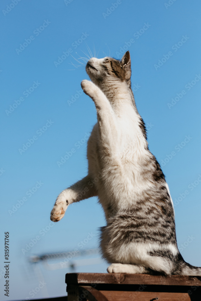 Beautiful male cat standing on back legs online while trying to reach ...