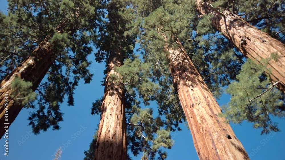Gimbal rotation of giant sequoia (Sequoiadendron giganteum) trees in ...
