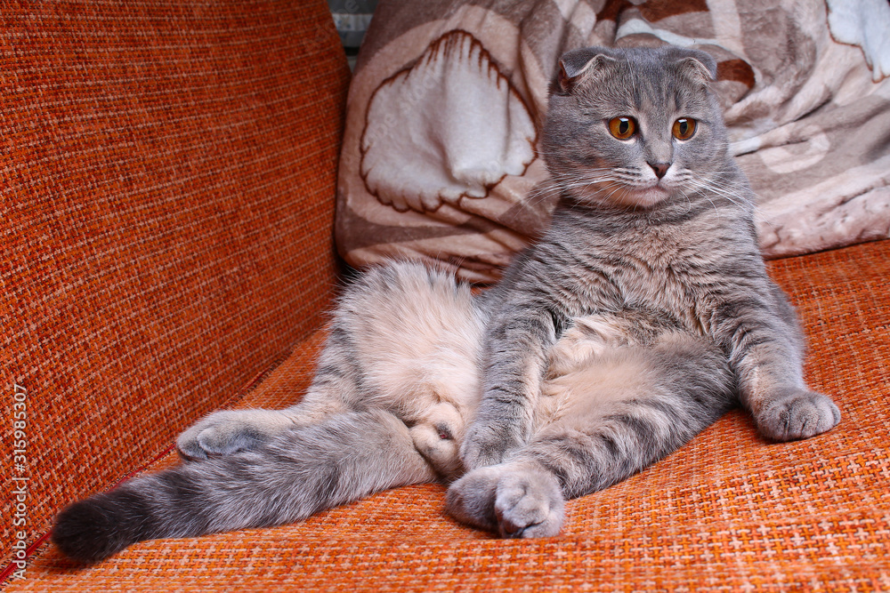 Scottish Fold Sitting