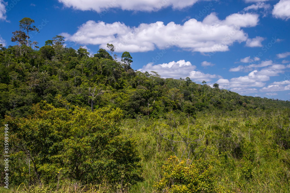 Forest Landscape photographed in Linhares, Espirito Santo. Southeast of ...