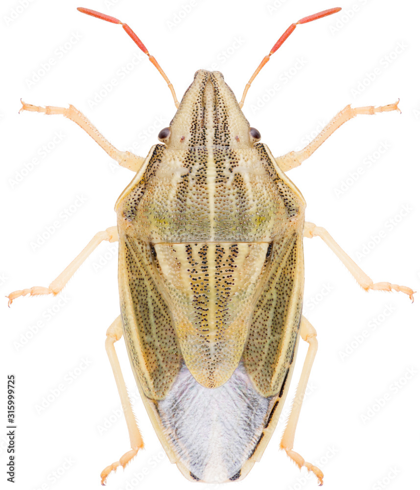 Aelia acuminata, common name Bishop's Mitre, is a species of shield bug ...