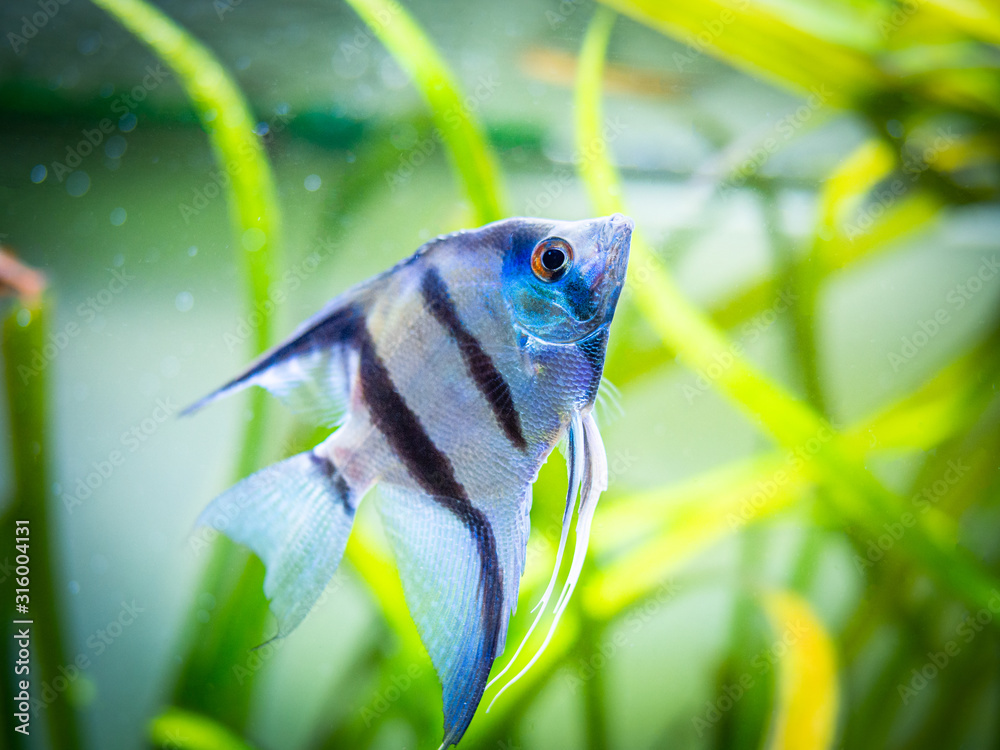 Zebra Angelfish in tank fish (Pterophyllum scalare) Stock Photo | Adobe ...