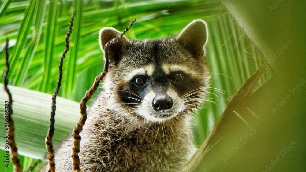 Cute racoon on a palm tree in tropical Costa Rica cahuita national park ...