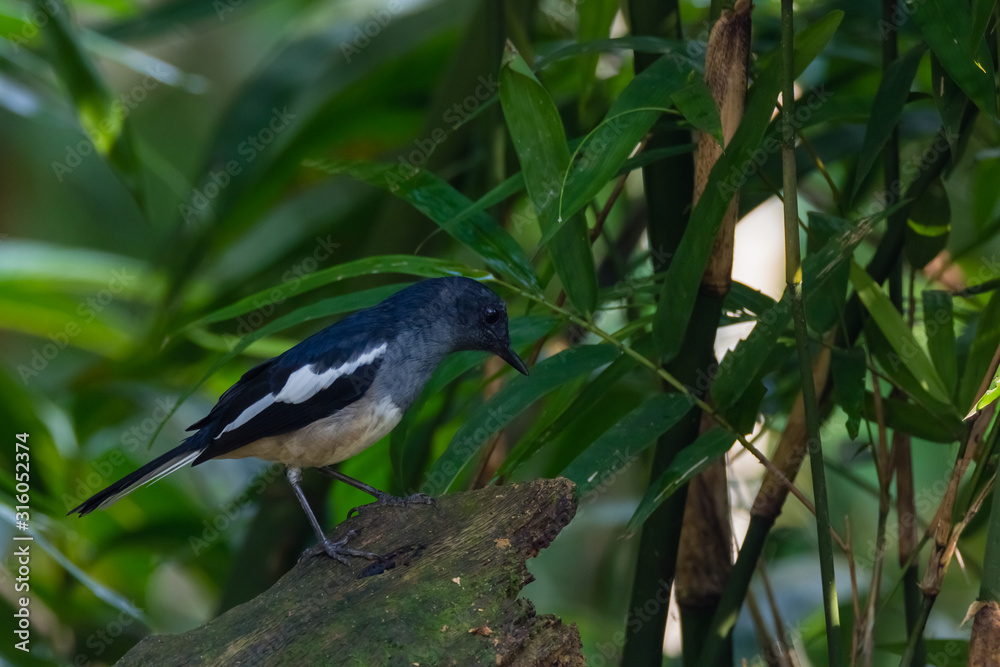 oriental magpie-robin. oriental magpie-robin is a small passerine bird ...