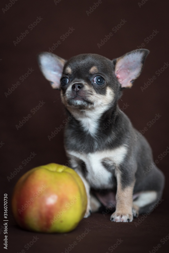 Blue Chihuahua Puppies