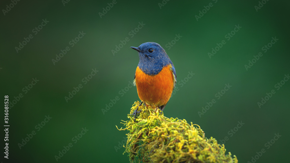 Exotic blue bird, the Blue-fronted Redstart (Phoenicurus frontalis ...