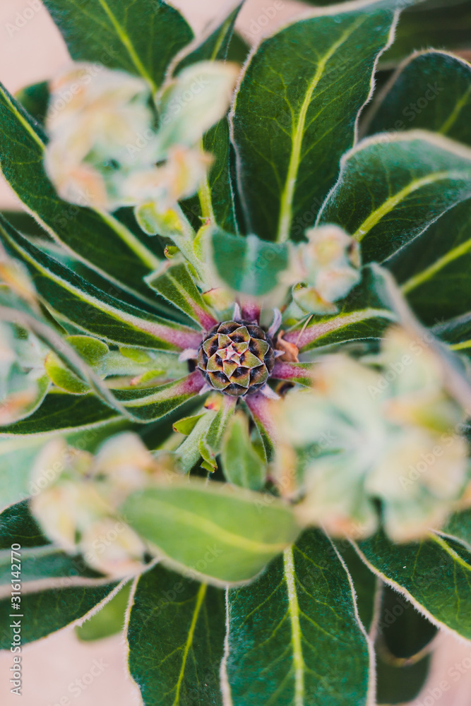 south african protea plant with branches growing in circular shape ...
