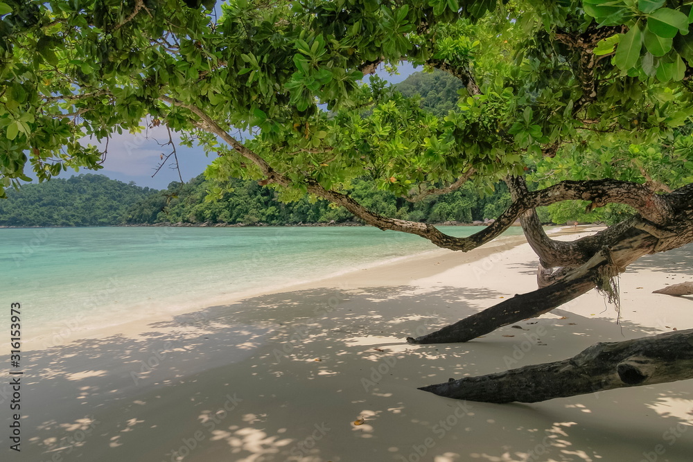 view of green Mangrove tree on white sand beach with blue sky ...