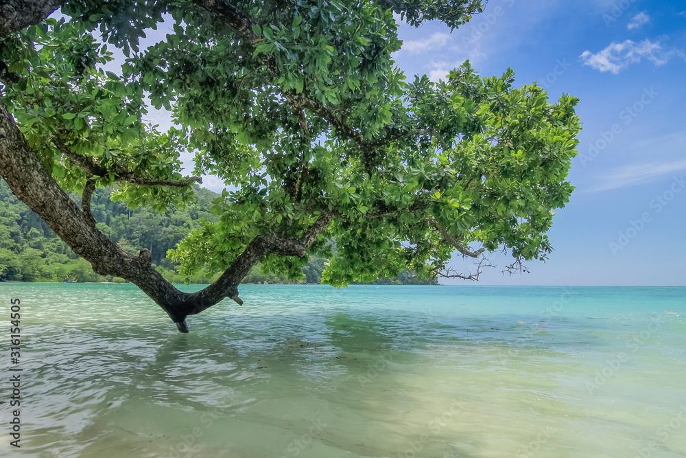 view of Mangrove tree branch with green leaves on blue-green sea with ...