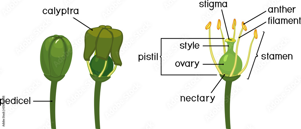 Stages of grape flower bloom and structure of grape flower Stock Vector ...
