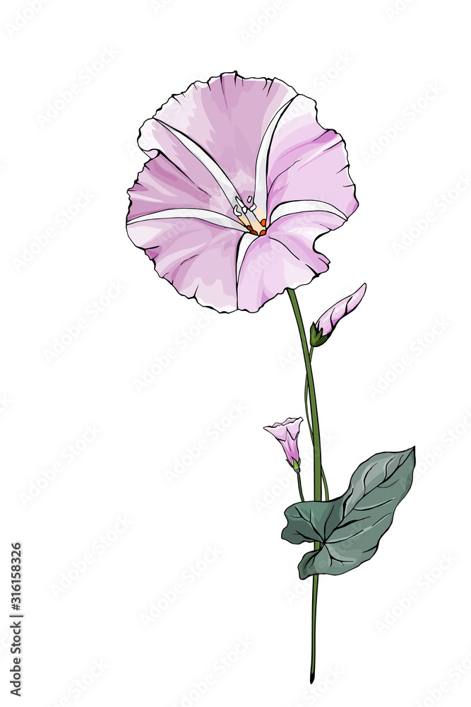 Single pale violet flower bindweed on stems with green leaves. Isolated ...