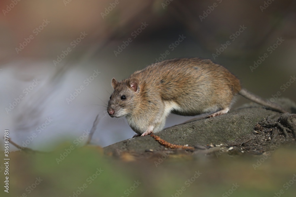 brown rat (Rattus norvegicus) is one of the best known and most common ...