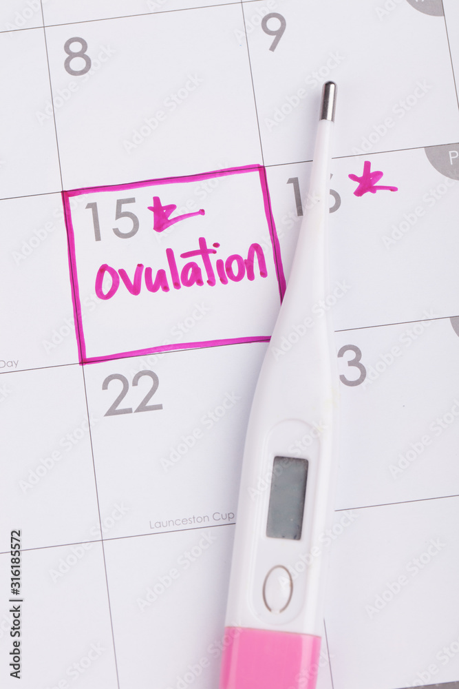 Ovulation and Basal Body Temperature Thermometer Stock Photo | Adobe Stock
