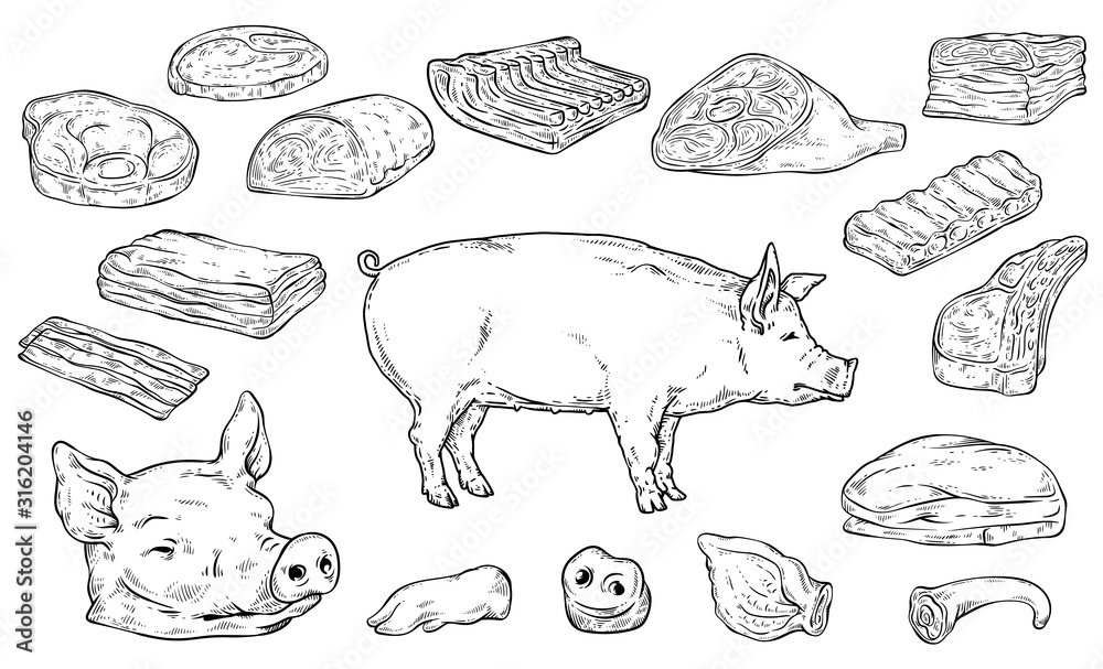 Severed big body parts and meat cuts in colorless hand drawn sketch ...
