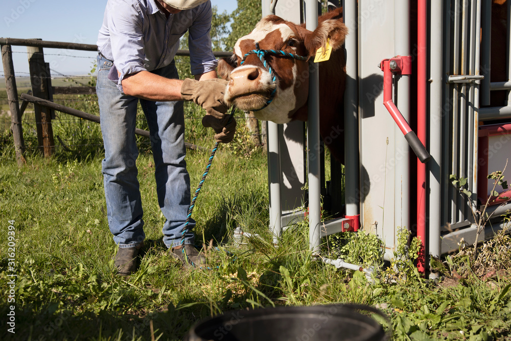 Cattle farmer typing rope on cow in pen Stock Photo | Adobe Stock
