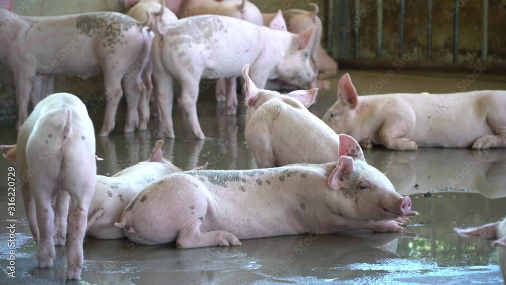 Vidéo Stock Group of pig that looks healthy in local ASEAN pig farm at ...