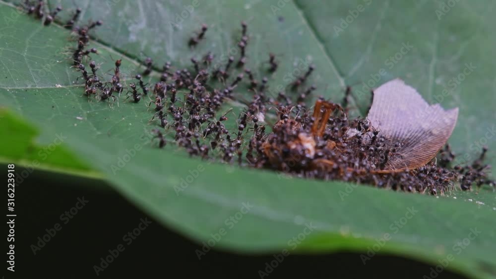 Army of Ants eating up an insect, probably a moth, also standing up as ...