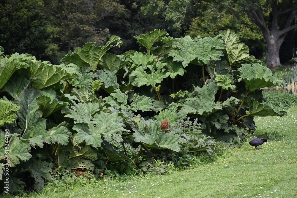 Gunnera tinctoria, known as giant rhubarb or Chilean rhubarb, is a ...