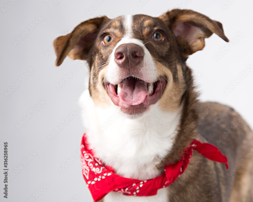 Grinning mutt with lots of personality photographed with a bandana in ...