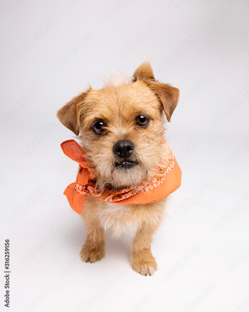 Scruffy golden shaggy mutt with a bandana in the studio on white ...