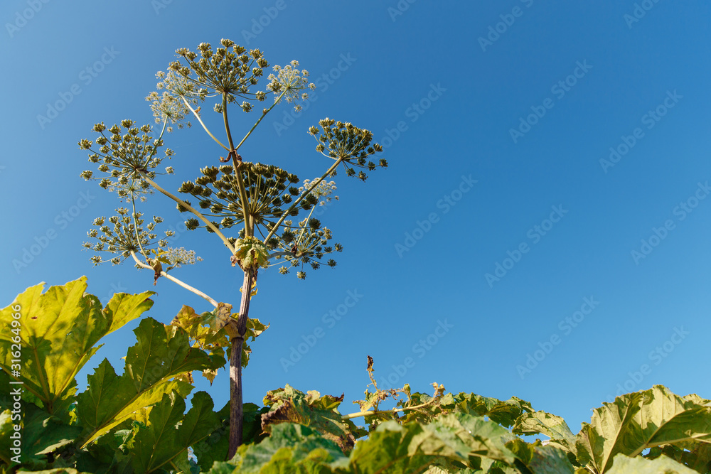 Poisonous plant killer hogweed. Grass causing a severe allergic ...
