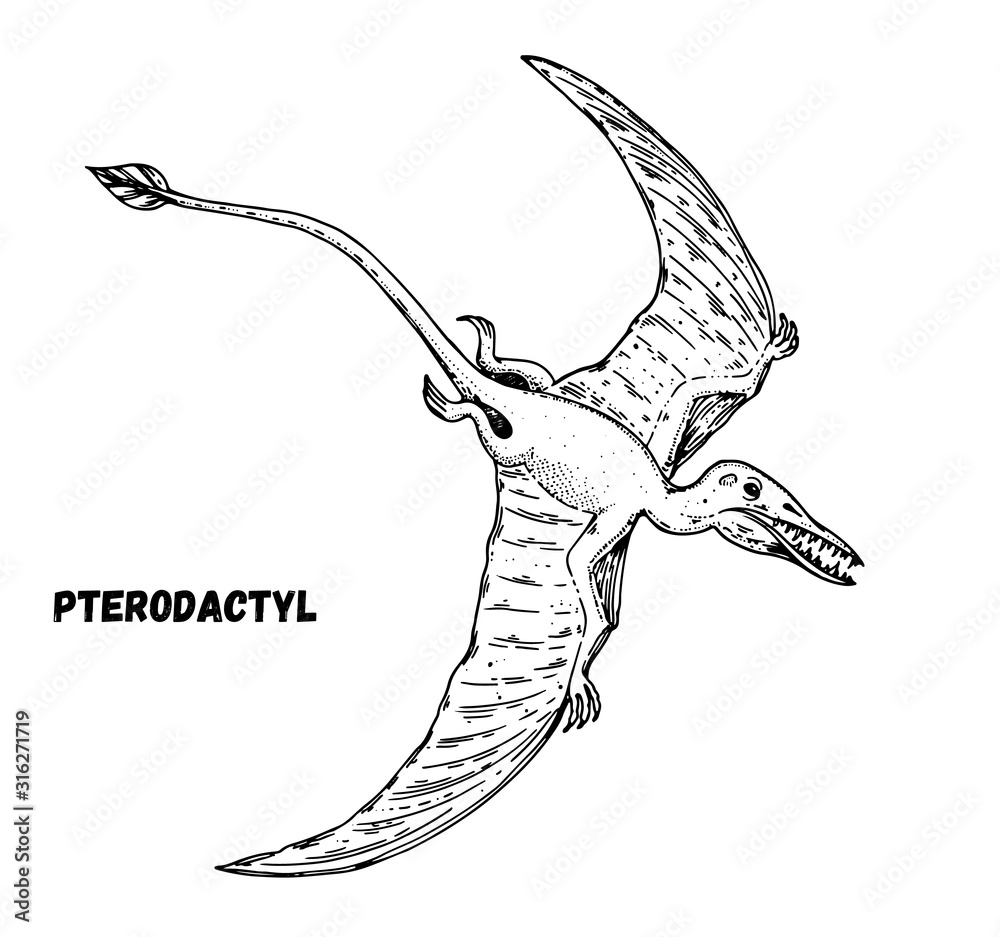 Pterodactylus dinosaur hand drawn sketch. Vector illustration ...