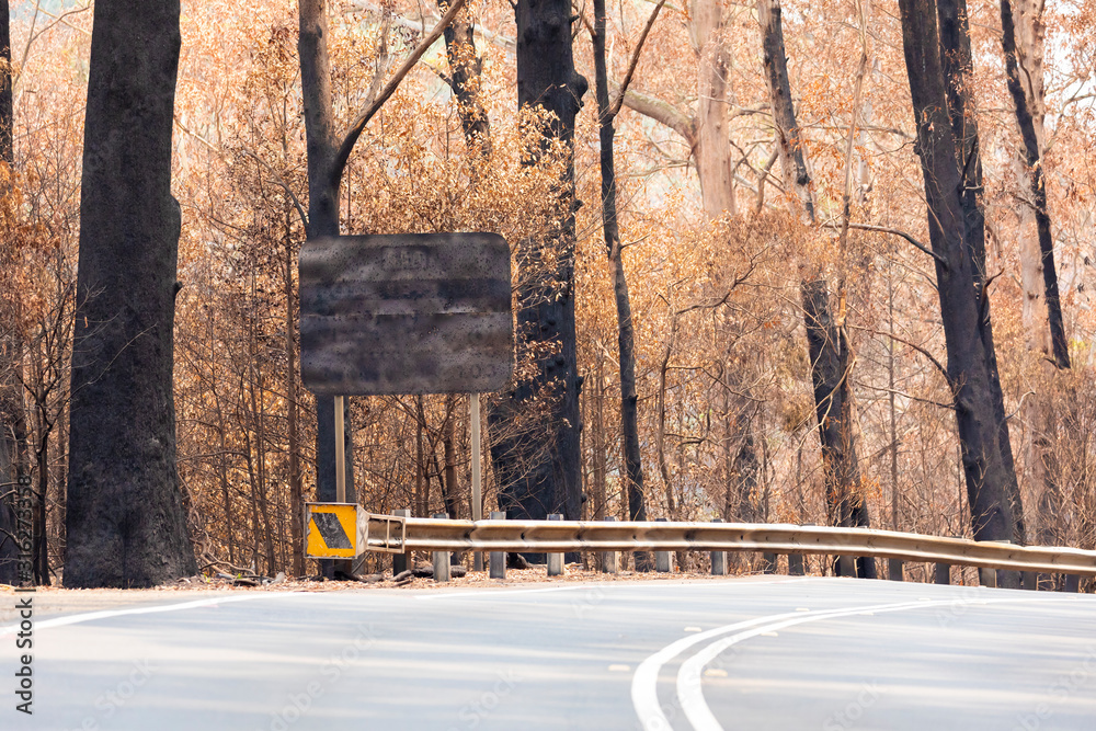 A burnt road sign on a country road amongst severely burnt Eucalyptus ...