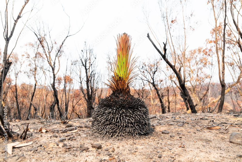 A green plant amongst severely burnt Eucalyptus trees after a bushfire ...