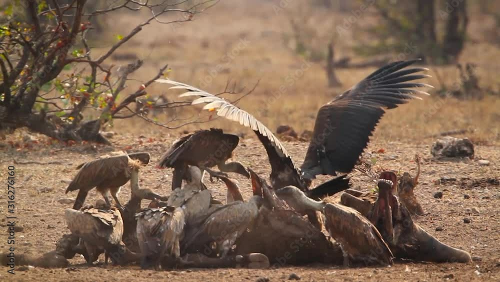 Lappet faced Vulture and White backed Vulture scavenging in Kruger ...