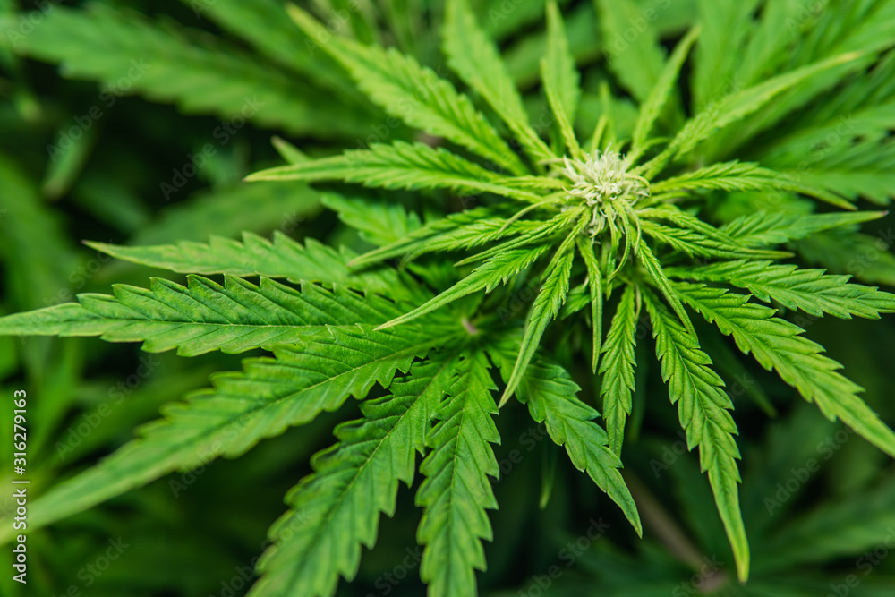 Weed for recreational purposes. Growing cannabis. THC and CBD in pot ...