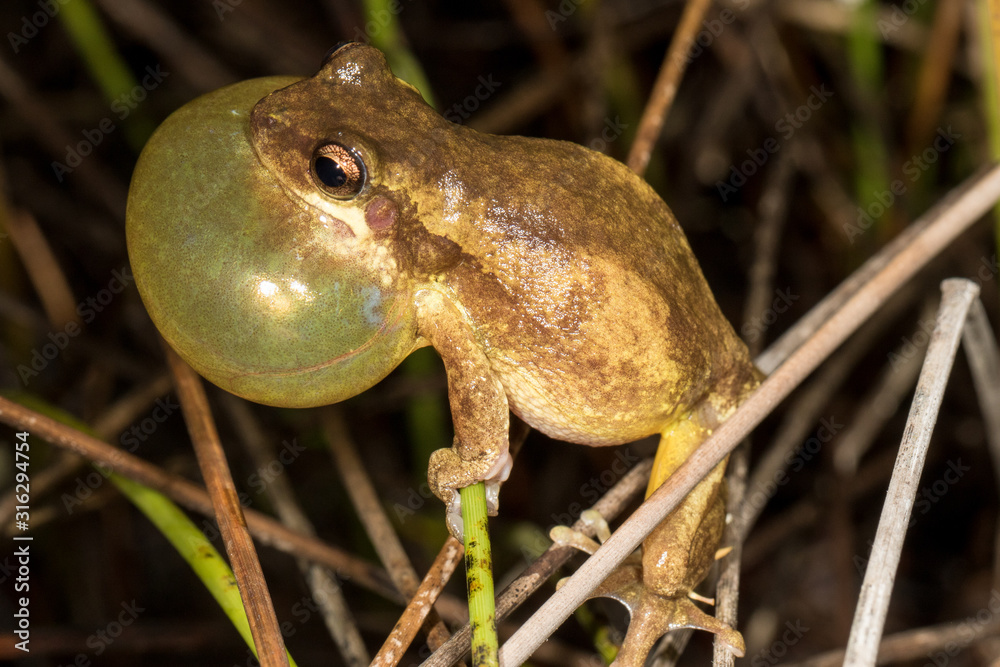 Screaming Tree Frog calling Stock Photo | Adobe Stock