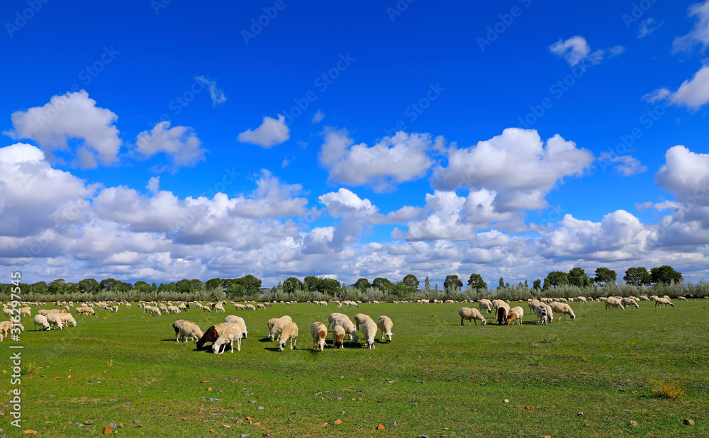 Sheep And The Sky