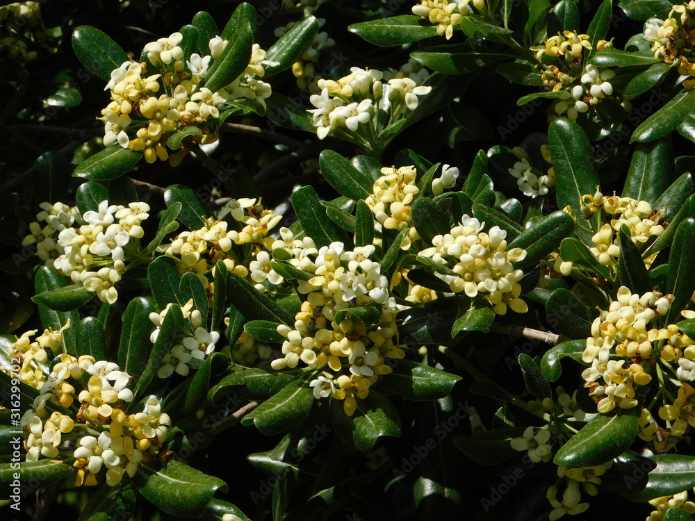 Blooming Japanese cheesewood, or Australian laurel, or pittosporum ...
