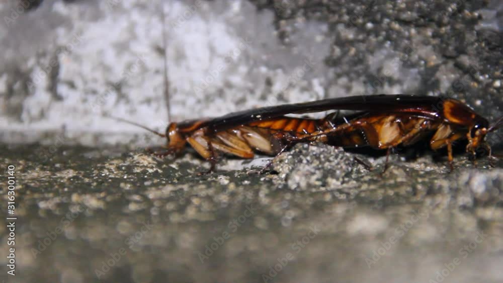 Copulating giant tropical cockroaches (flying insect). Possibly an ...