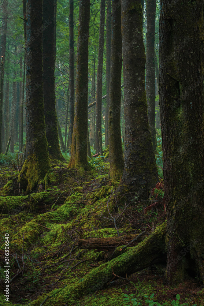 Lush Green Moss Covered Trees and Vegetation in Dense Fertile ...