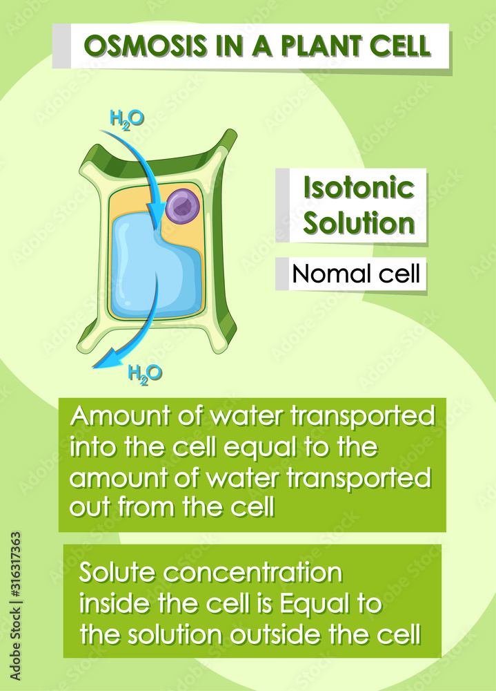 Diagram showing osmosis in plant cell Stock Vector | Adobe Stock