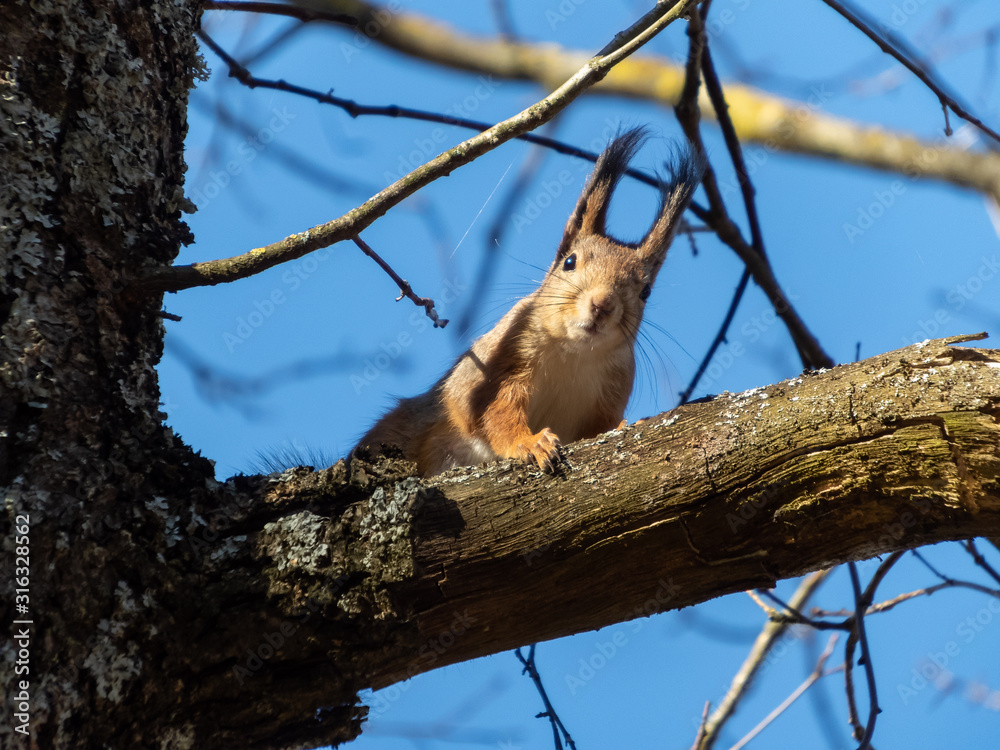 Cute and adorable Red Squirrel (Sciurus vulgaris) female with grey coat ...