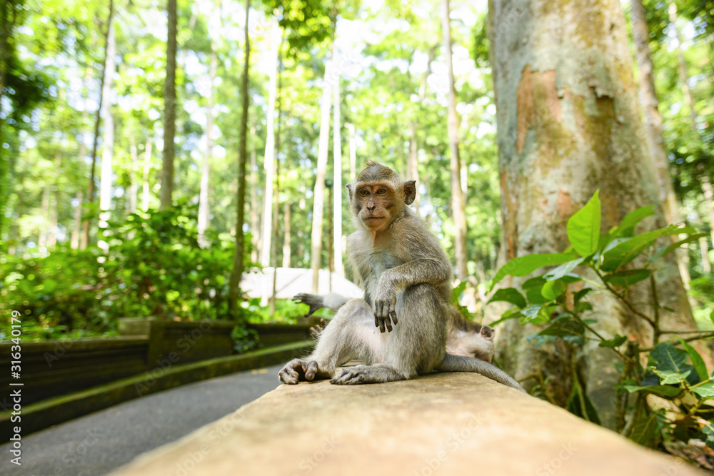 A long-tailed macaque is sitting in the Ubud Monkey Forest. The Ubud ...