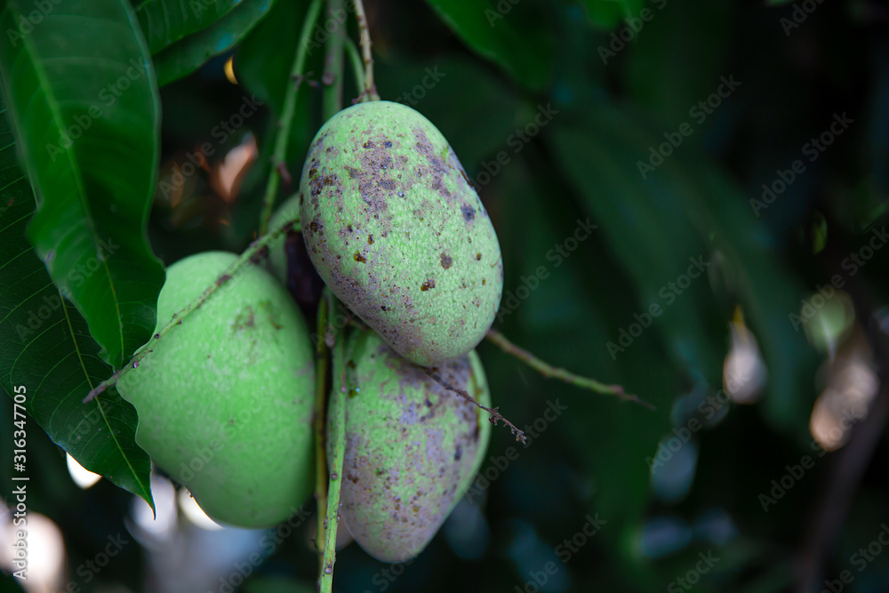 Major Disease Of Mango at Jonathan Middleton blog