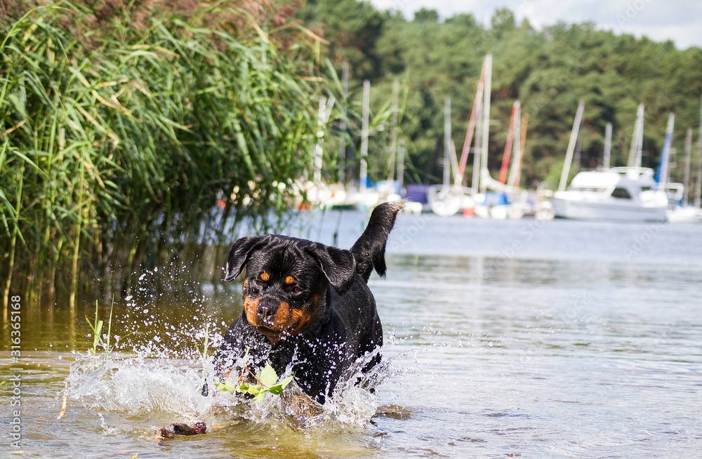 How To Play With A Rottweiler
