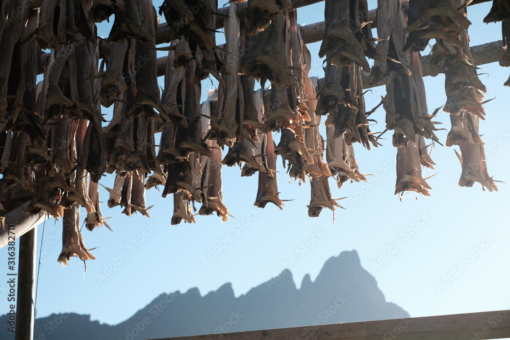 typical lofoten islands cod fish, traditional fish, dry, stockfish ...